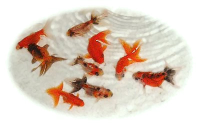 Poissons Rouges et variétés - Pisciculture CARPIO